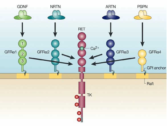 GDNF and Parkinson’s disease – The Science of Parkinson's