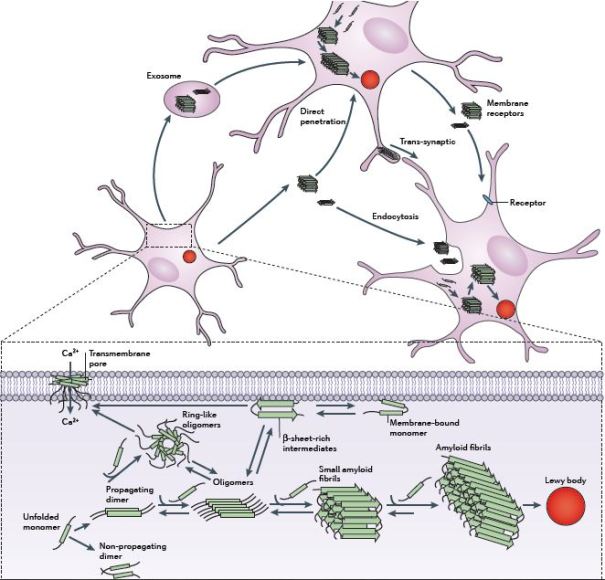Alpha Synuclein – The Science of Parkinson's