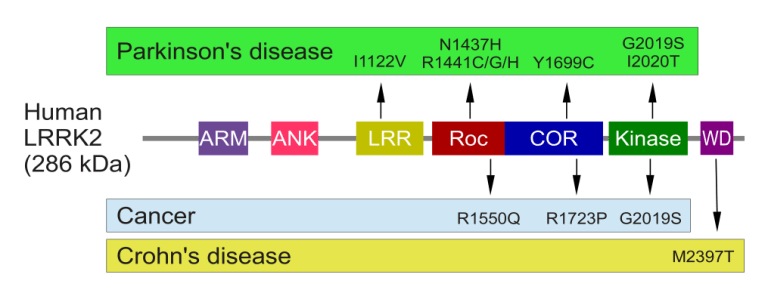 New LRRK2 results: Game changer? – The Science of Parkinson's