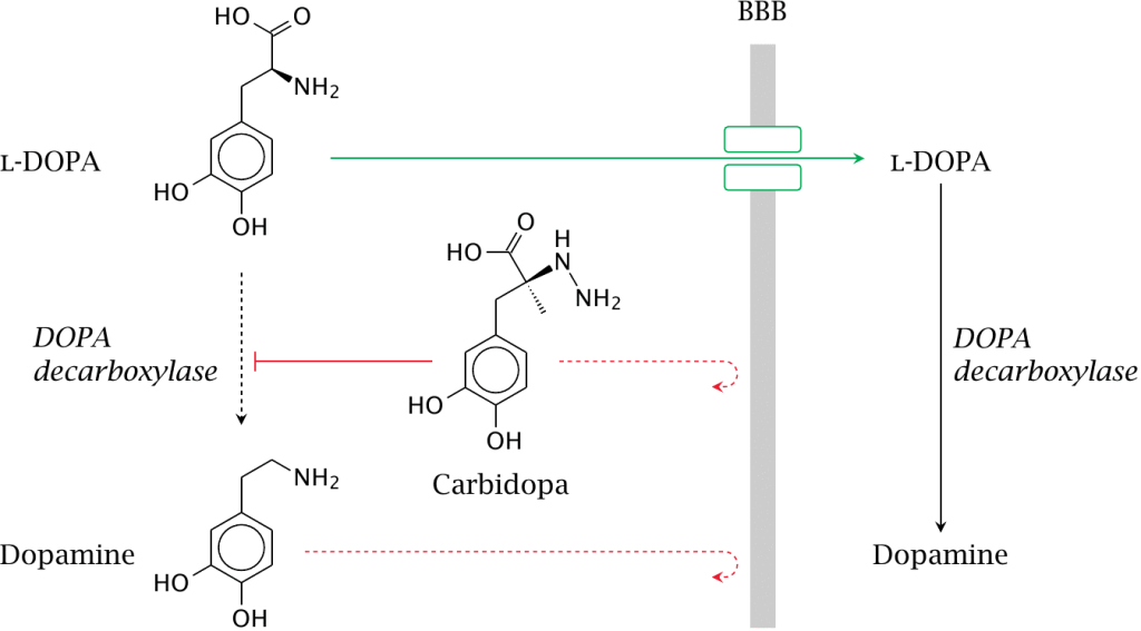 Dopamine on demand – The Science of Parkinson's