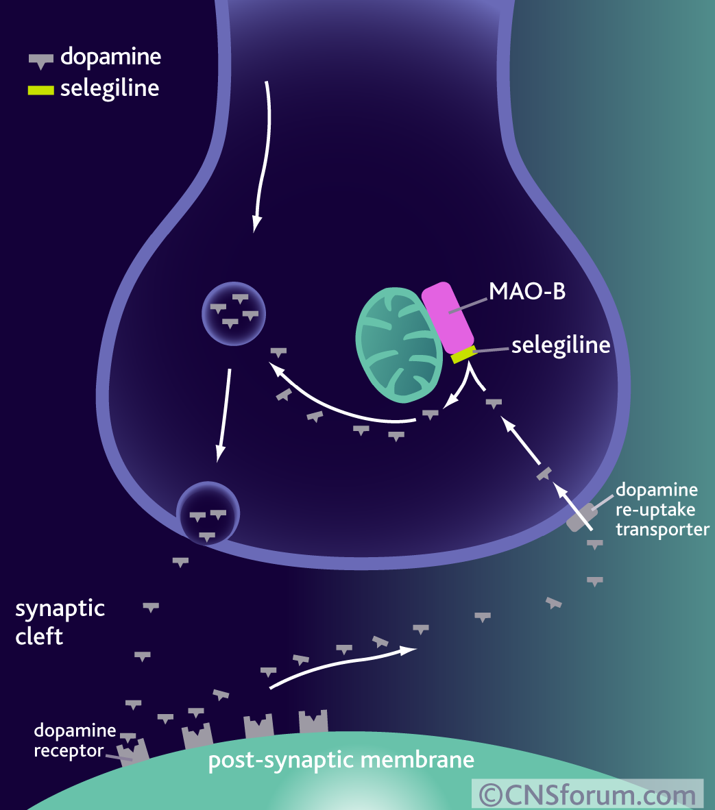 Mao-b inhibitors – The Science of Parkinson's