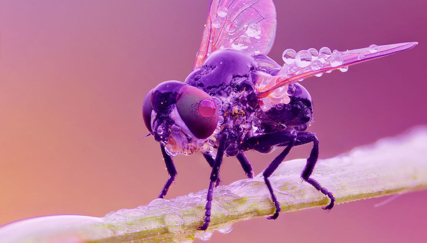 Pink flies in Leicester at it again – The Science of Parkinson's