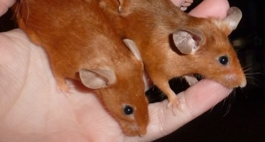 The red headed mice of Boston – The Science of Parkinson's