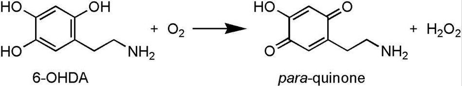 The Antibiotic and Parkinson’s: Oppsy, they got doxy! – The Science of ...
