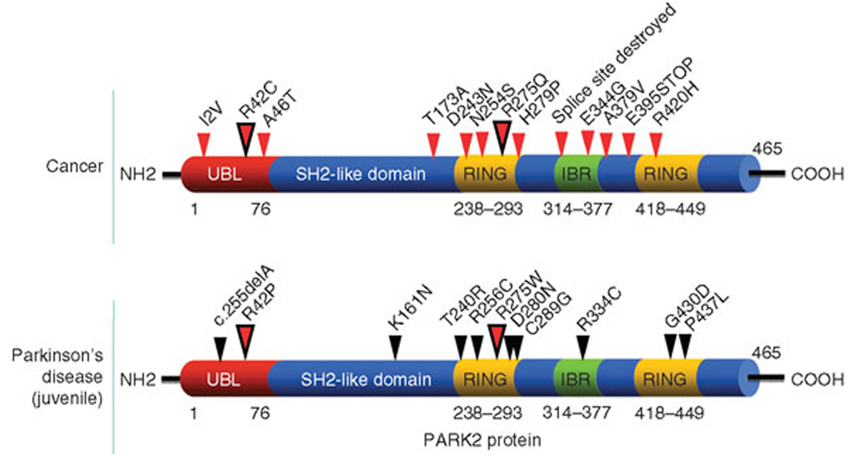 Genetics of PD – The Science of Parkinson's