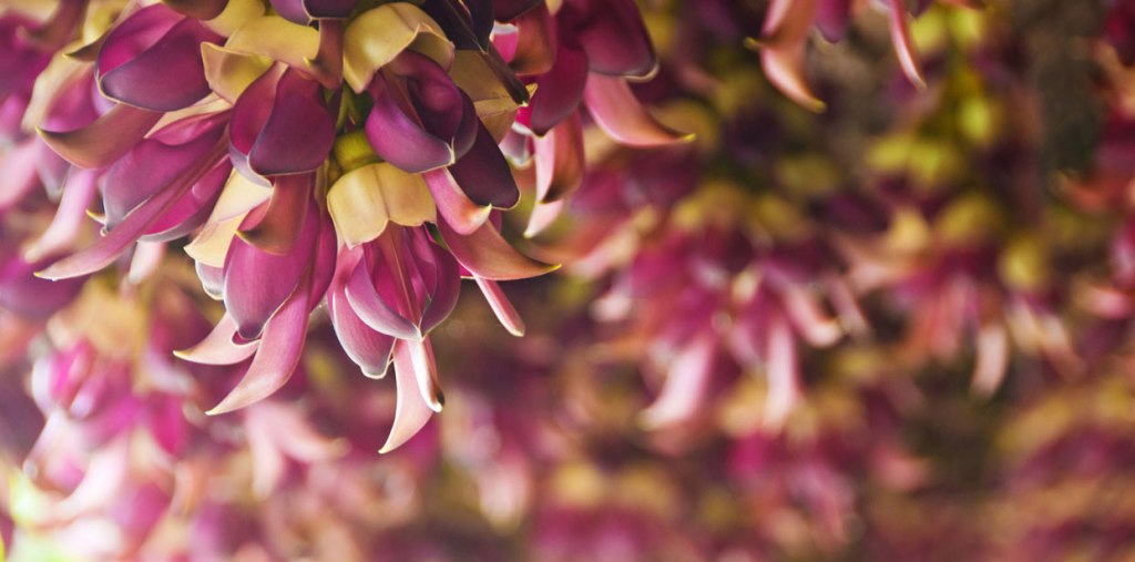 Plan B: Itchy velvet beans – Mucuna pruriens – The Science of Parkinson's
