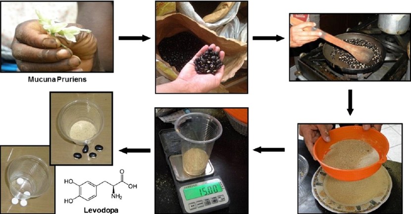 Plan B: Itchy velvet beans – Mucuna pruriens – The Science of Parkinson's