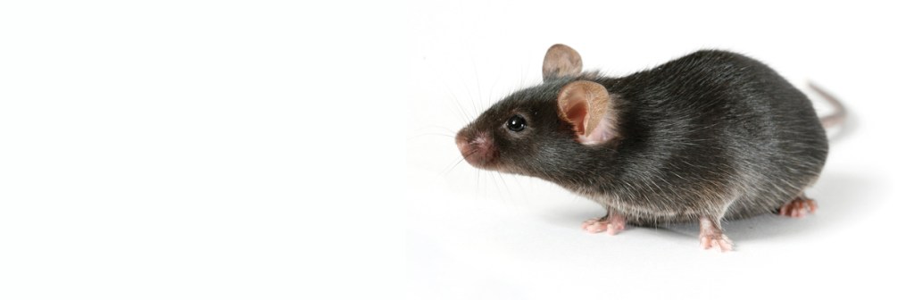 The Science of Parkinson's – Plain English information about the ...