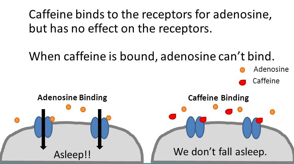 The mystery of caffeine – The Science of Parkinson's