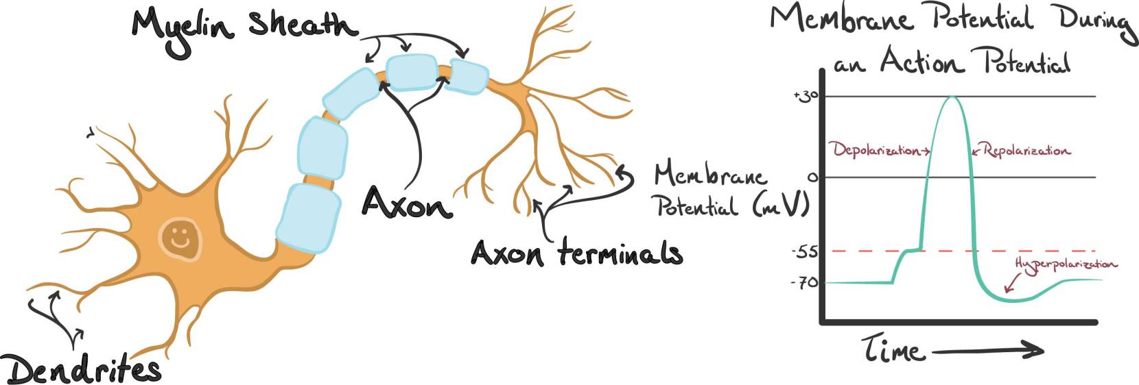 On the importance of Calcium – The Science of Parkinson's