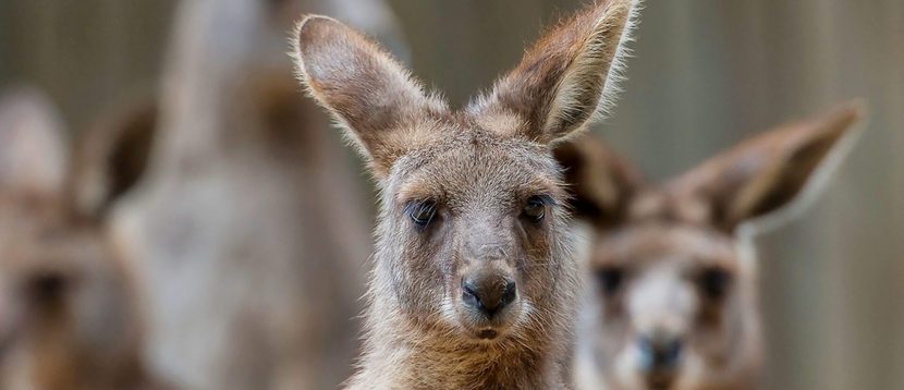 Distinctly human: Kangaroos – The Science of Parkinson's