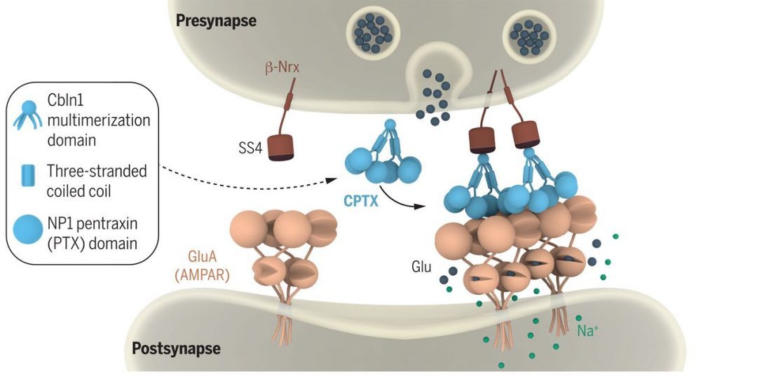 CPTX: Gluing the brain back together – The Science of Parkinson's