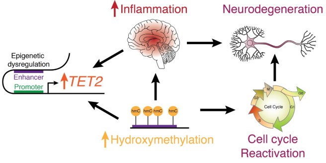 A tête-à-tête about TET2 – The Science of Parkinson's