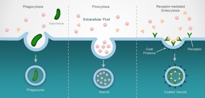 Trying to LIMP-2 the lysosome – The Science of Parkinson's