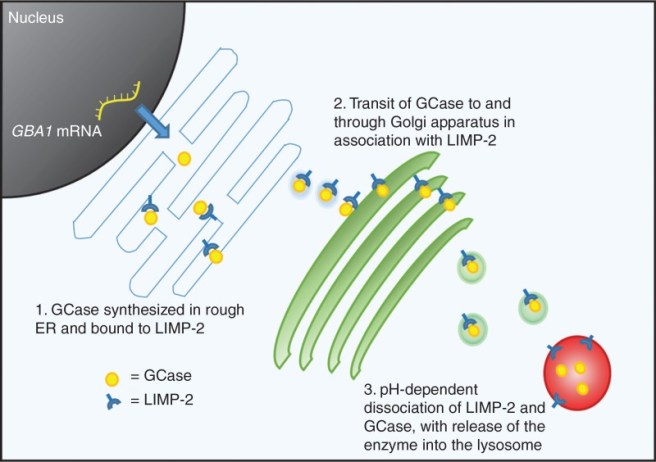 Trying to LIMP-2 the lysosome – The Science of Parkinson's