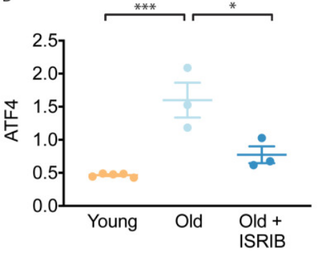 ISRIB: The ISR InhiBitor – The Science of Parkinson's