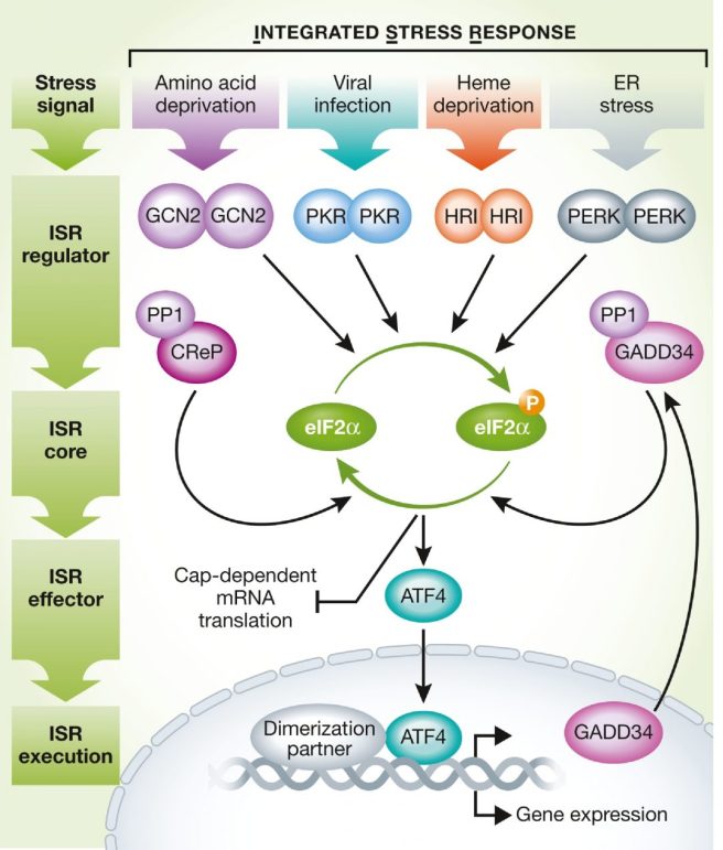 ISRIB: The ISR InhiBitor – The Science of Parkinson's