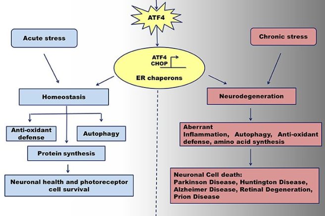 ISRIB: The ISR InhiBitor – The Science of Parkinson's