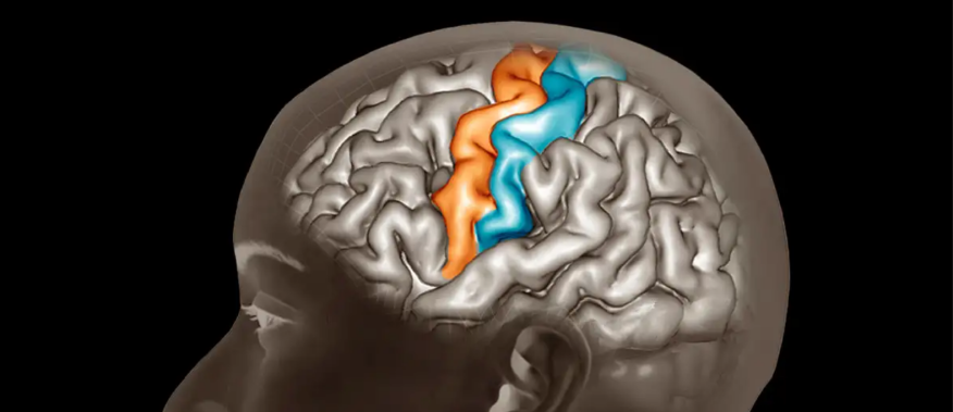 Hyperconnectivity of the SCAN – The Science of Parkinson's